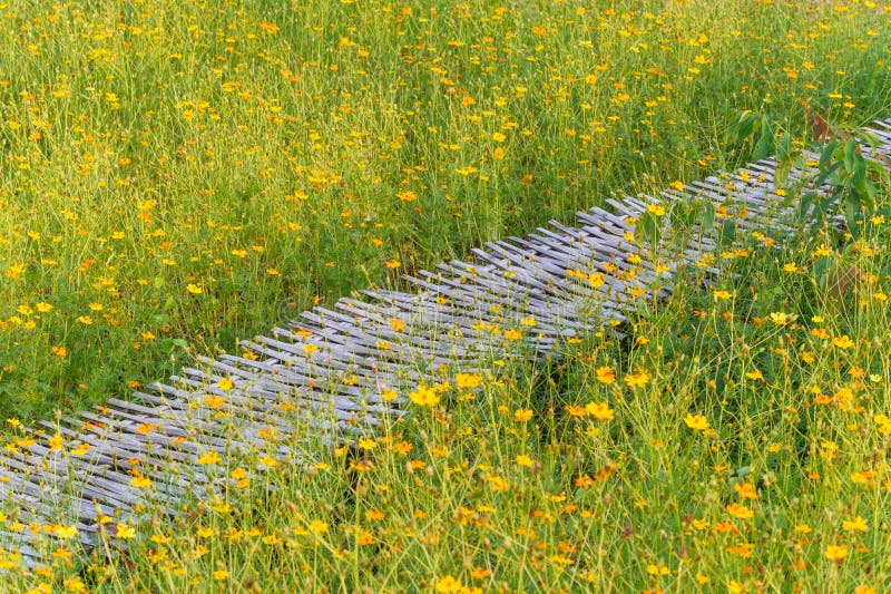 Bamboo Bridge in Yellow Flower Garden Stock Photo - Image of thailand ...