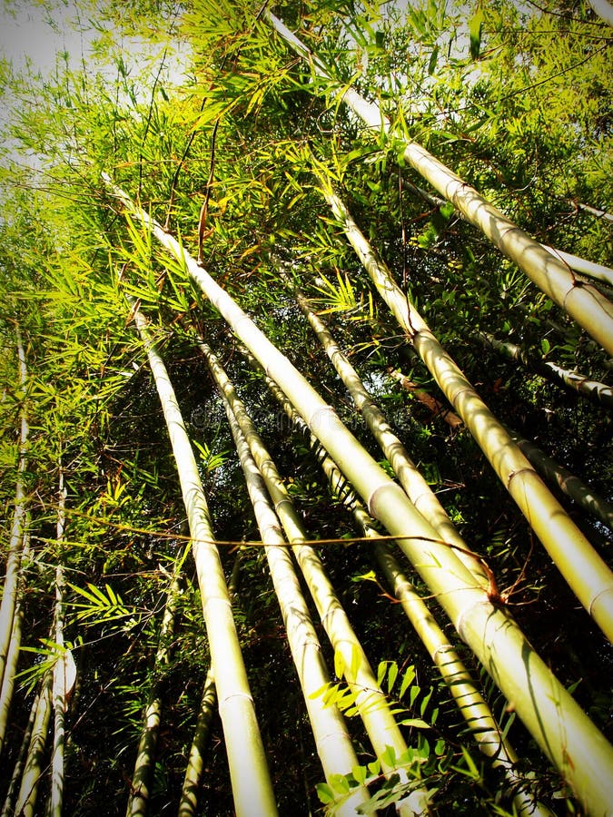 Bamboo, Bright, Color Picture. Image: 109888427