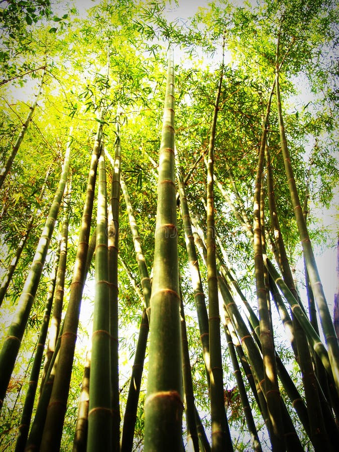 Bamboo, Bright, Colors Picture. Image: 109888290
