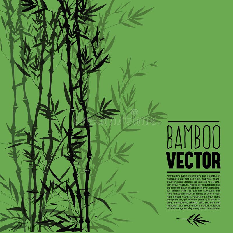 Bamboo Bush Potted Growth Stages. Clumping Bamboos Ripening Period ...