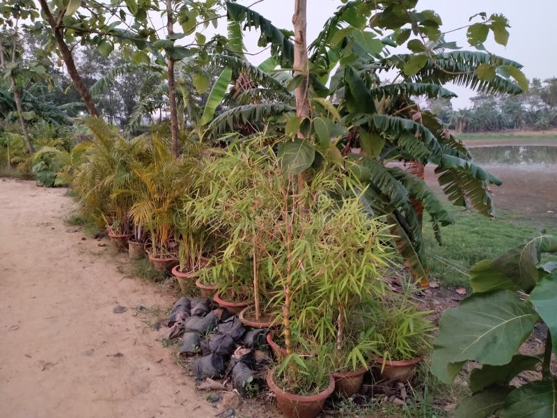 Bamboo bush stock image. Image of tropics, shrub, location - 219665525