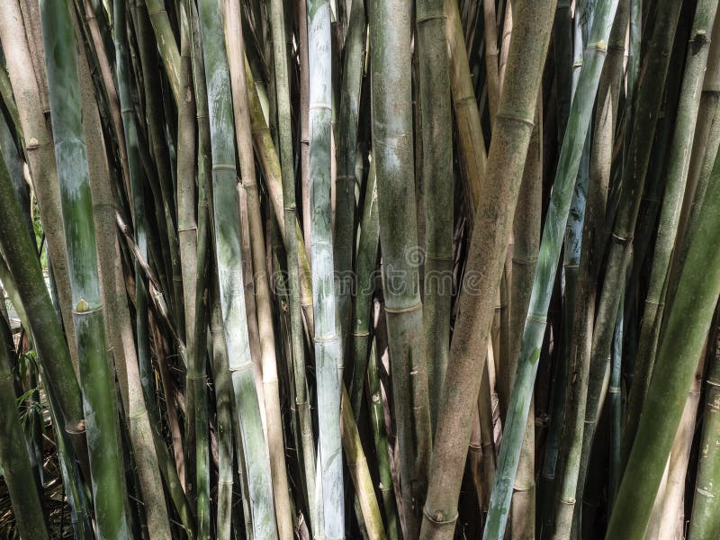 Bamboo Cane Clump Stock Photos - Free & Royalty-Free Stock Photos from ...