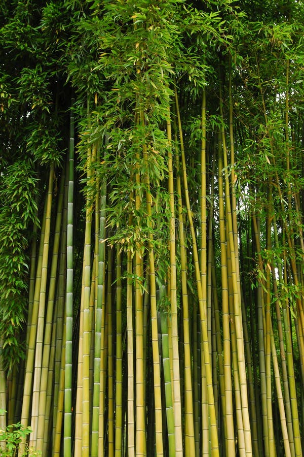 Bamboo cane stock photo. Image of canes, trunks, plant - 65866670