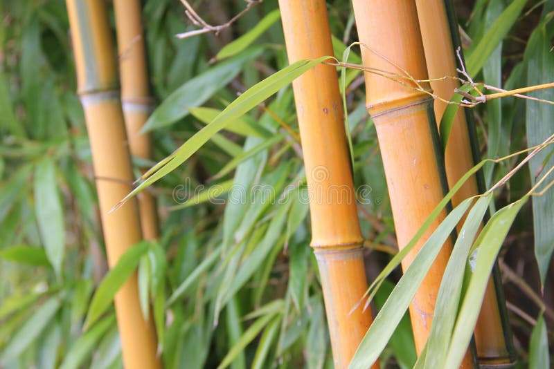 Bamboo cane and leaves stock image. Image of feng, bamboo - 35592307