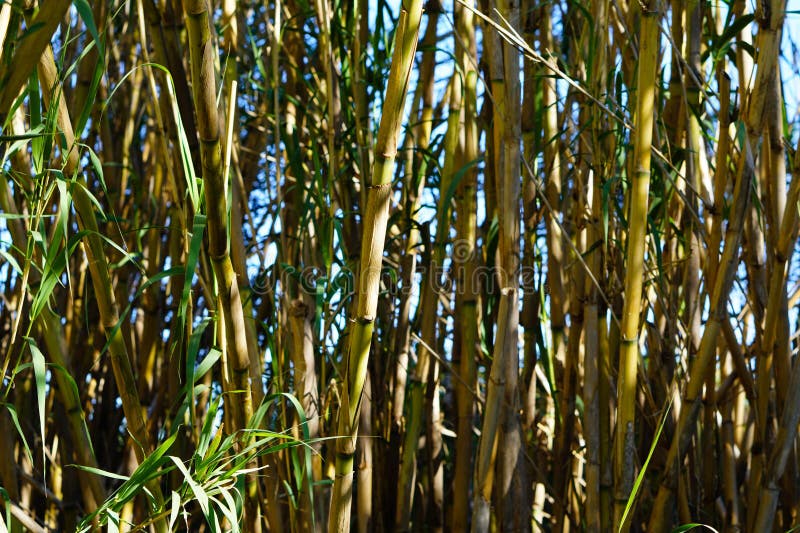 Background, bamboo canes stock photo. Image of lush - 318371166
