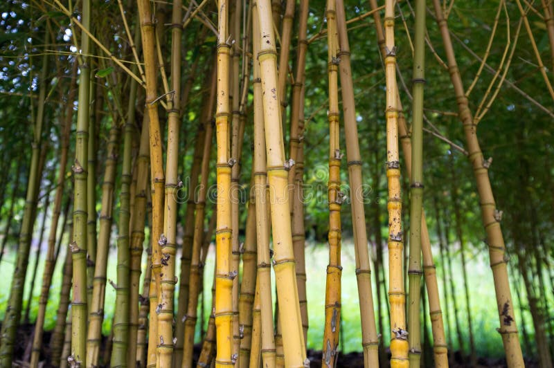 Bamboo canopy stock image. Image of tree, asia, botanical - 41354017