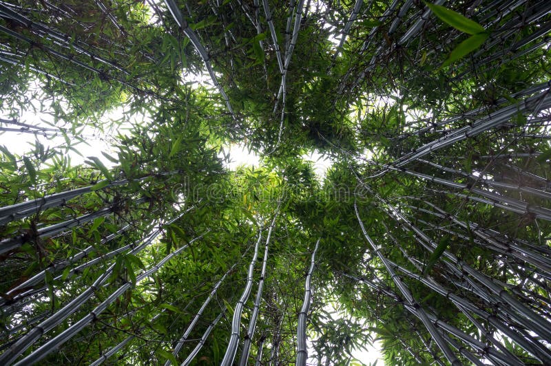 Bamboo canopy stock photo. Image of eastern, stalk, fresh - 41354342
