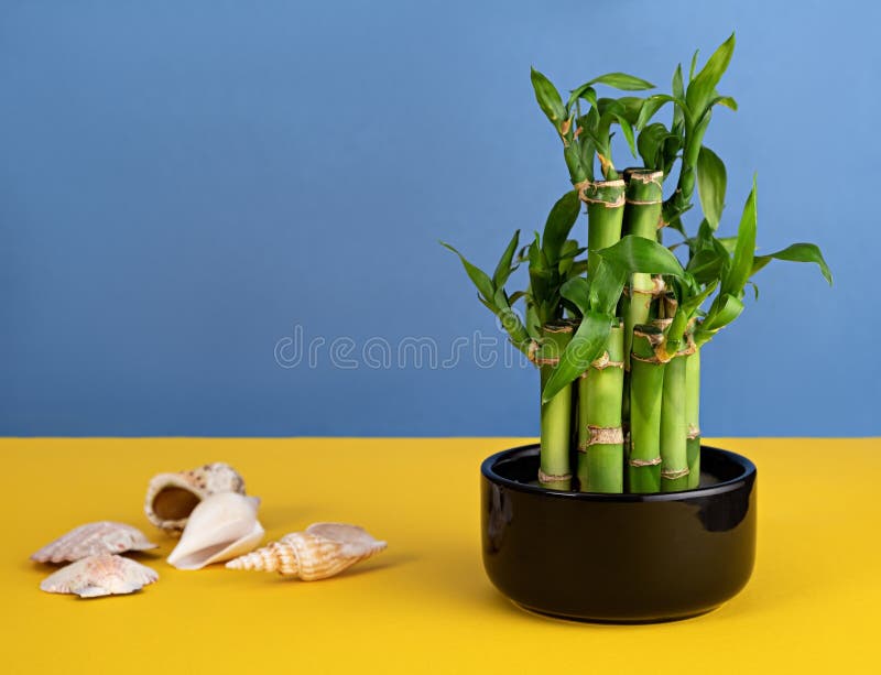 Bamboo in a Ceramic Pot on a Colored Background Stock Photo - Image of ...