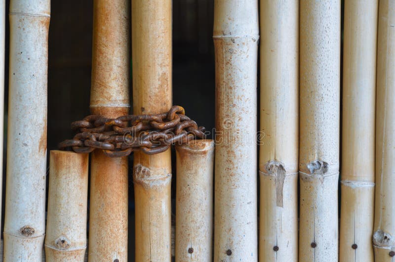 Bamboo with chain stock image. Image of growth, gardening - 43969981