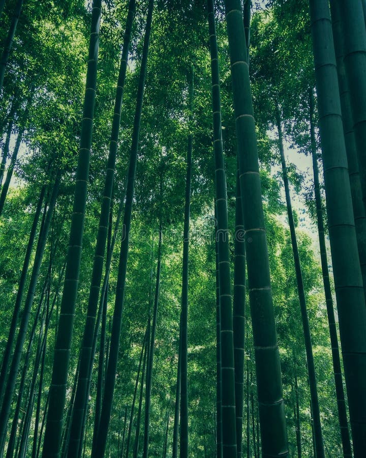 Anji China Bamboo Forest stock photo. Image of natural - 66121710