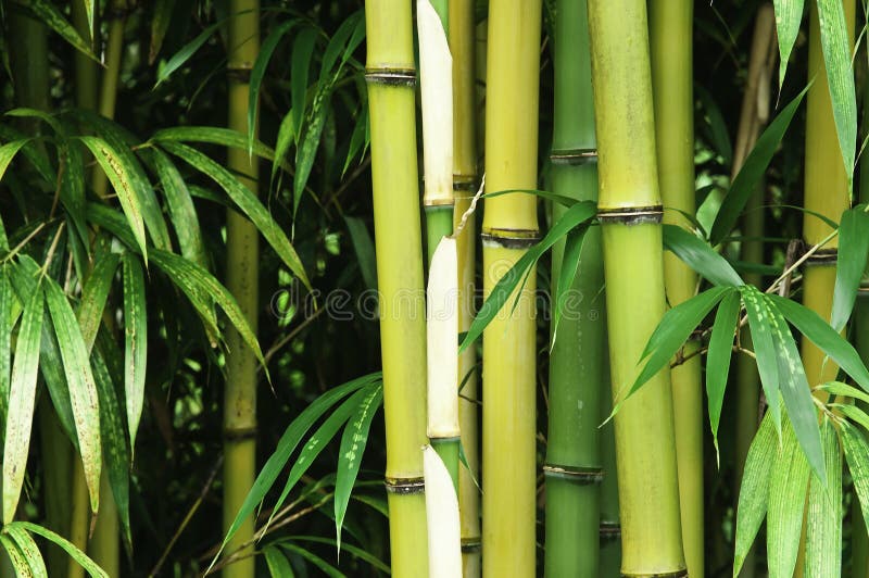 Bamboo close up stock image. Image of leaf, shiny, growth - 23863079