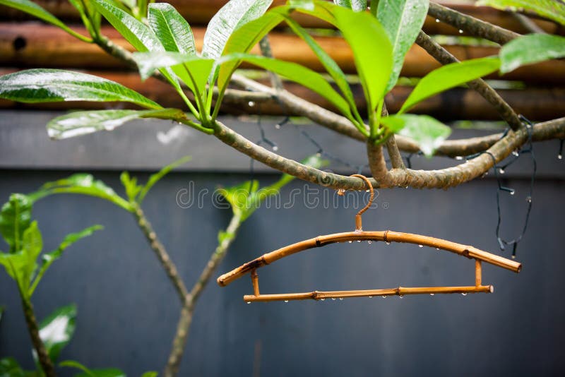 Bamboo Clothes Hanger on the Tree after Rain Stock Photo - Image of ...