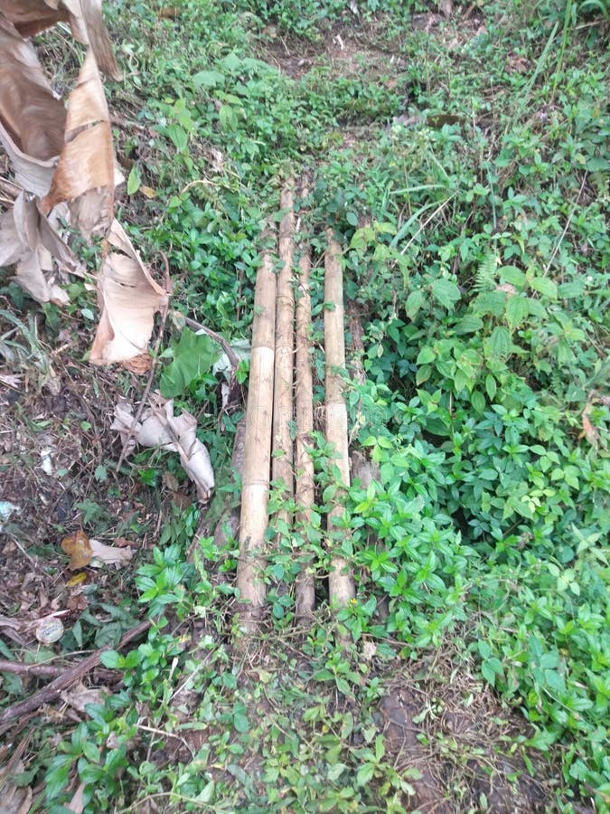 Bamboo Connecting Bridge in the Garden Stock Photo - Image of garden ...