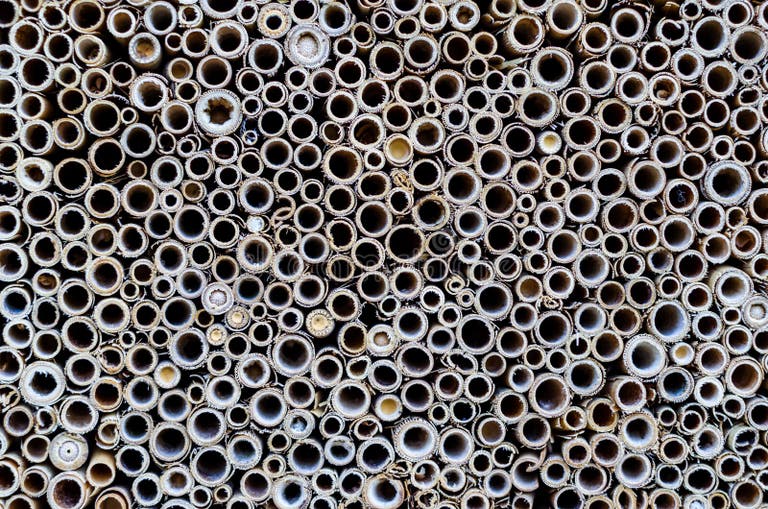 112 Bamboo Round Hole Wall Stock Photos - Free & Royalty-Free Stock ...