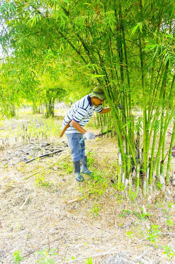 Bamboo cutting stock photo. Image of forest, exterior - 37838328