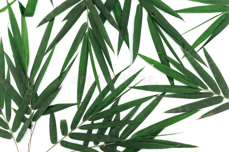 Bamboo Dark Green Leaves on White Background Stock Image - Image of ... Bamboo Dark Green Leaves on White Background Stock Image - Image of ...