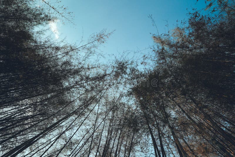 Bamboo Evening in Summer,Dry Bamboo Tree Stock Photo - Image of drought ...