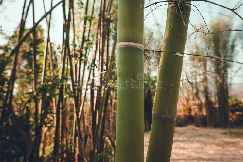 Bamboo Evening in Summer,Dry Bamboo Tree Stock Image - Image of spring ...