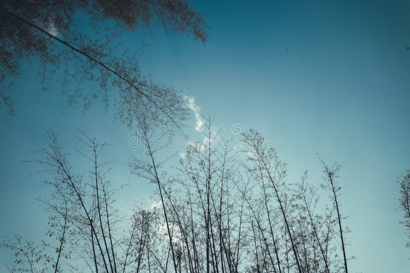 Bamboo Evening in Summer,Dry Bamboo Tree Stock Photo - Image of growth ...
