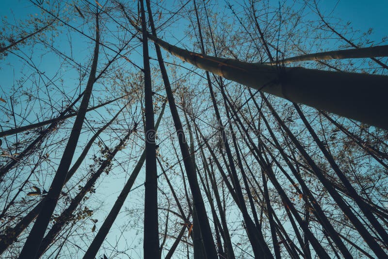 Bamboo Evening in Summer,Dry Bamboo Tree Stock Image - Image of crop ...