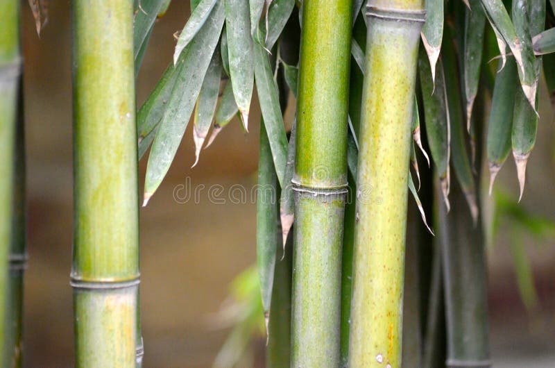 Bamboo stock image. Image of evergreen, grass, tree, perennial - 40556391