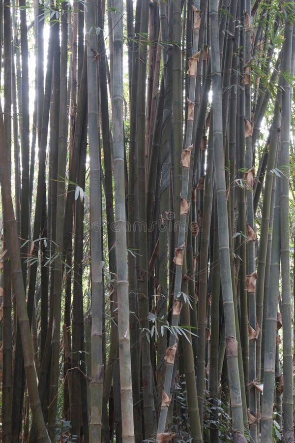 Bamboo Farm for Harvest are Cash Crops Stock Image - Image of culture ...