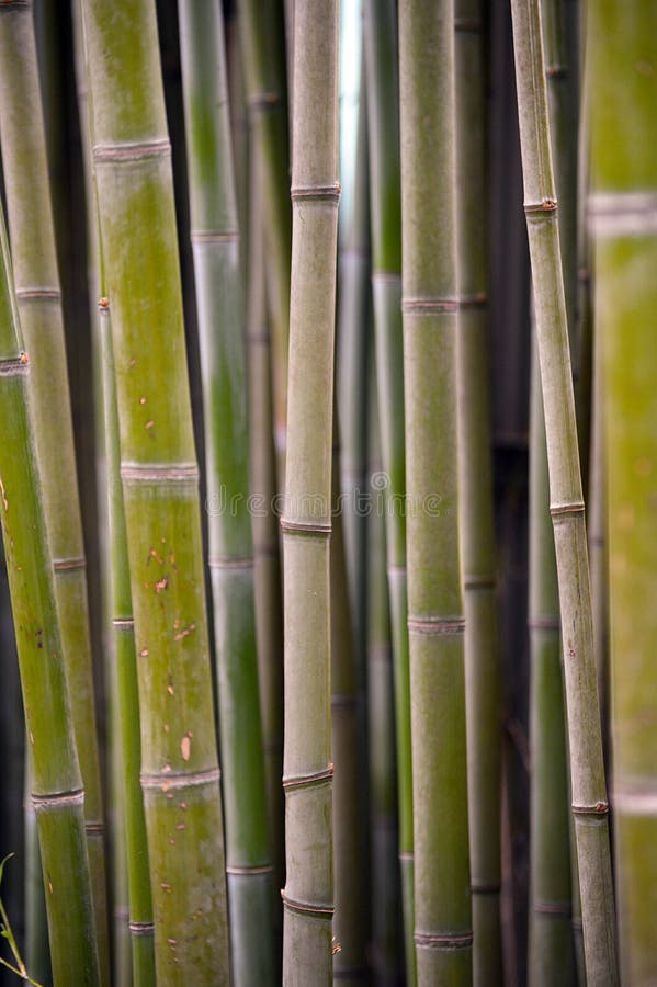 Bamboo stock photo. Image of remedy, grass, peace, wild - 51949972