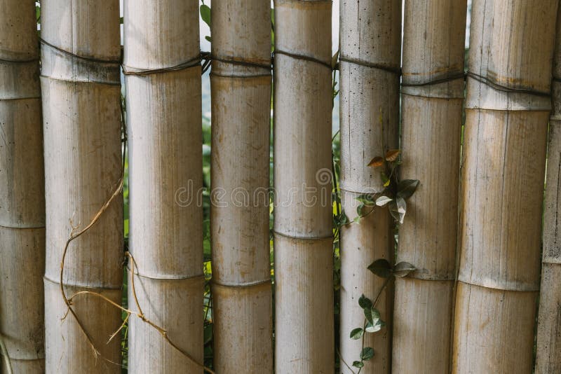 Homemade Bamboo Fence. Backgrounds and Textures Stock Image - Image of ...