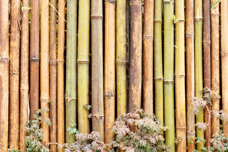Bamboo fence background stock photo. Image of bark, resource - 65240256