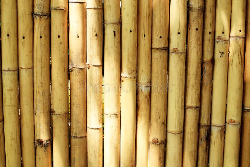 Bamboo fence background stock photo. Image of branch - 40336046