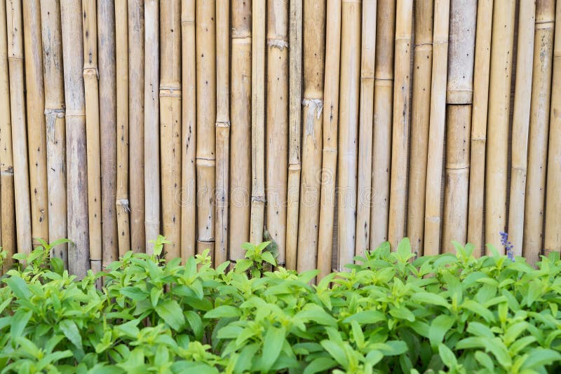 Bamboo fence background stock photo. Image of finish - 75560628