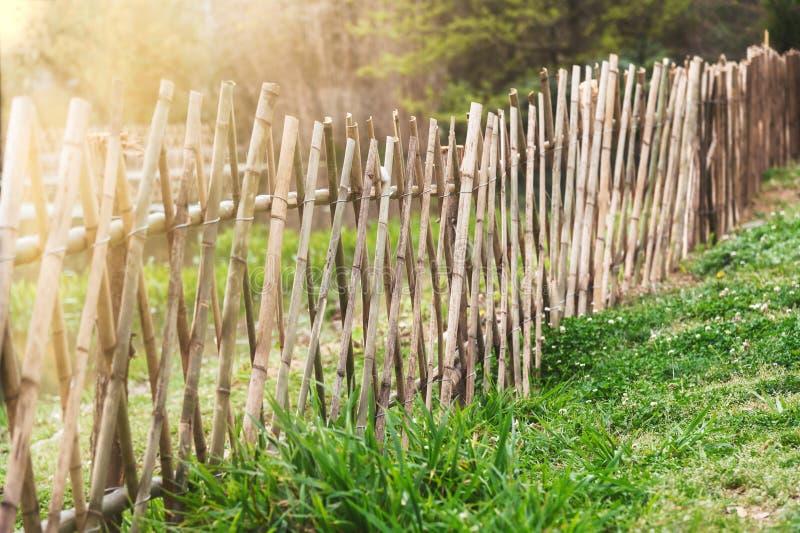 Bamboo fence in spring stock image. Image of grass, morning - 311642411