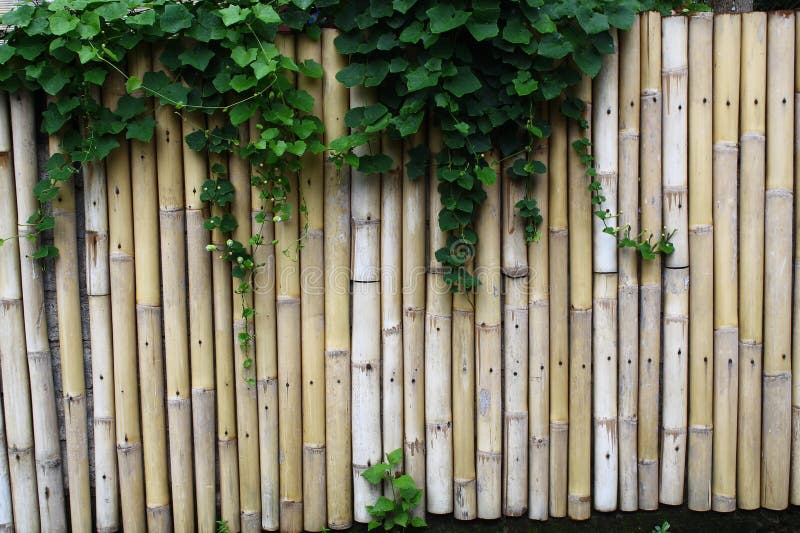 The Bamboo Fence with Plant Hanging Stock Photo - Image of yard, fence ...