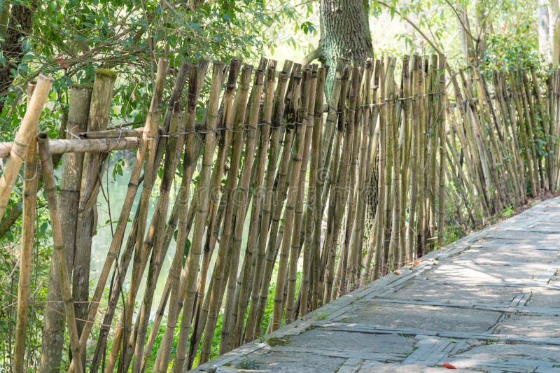 Bamboo fence in spring stock photo. Image of outdoors - 311784648
