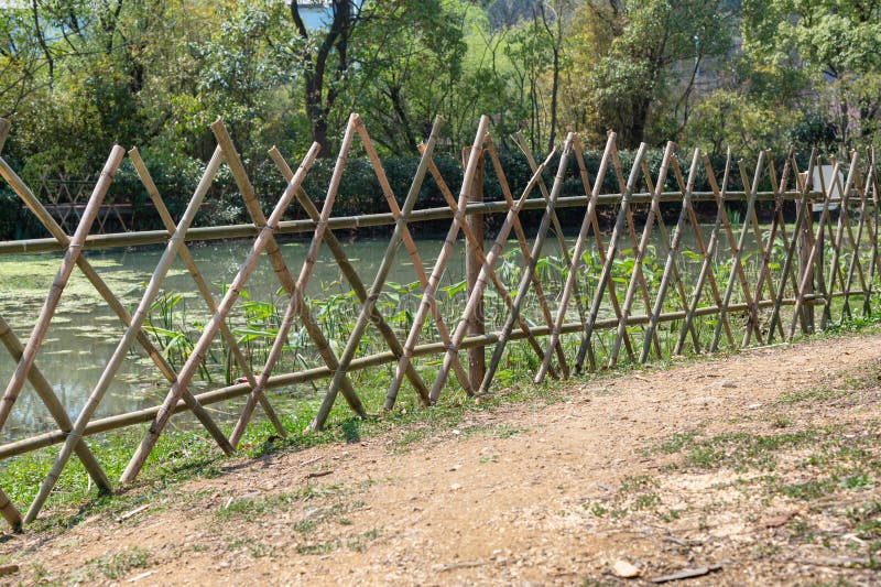 Bamboo fence in spring stock photo. Image of suddenly - 311784874