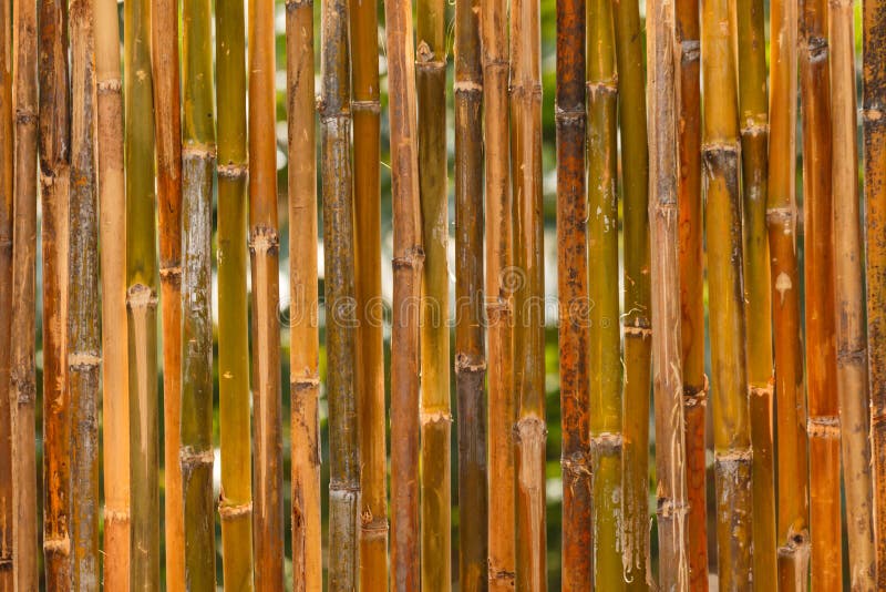 Bamboo fence texture stock photo. Image of fence, stripes - 49344040