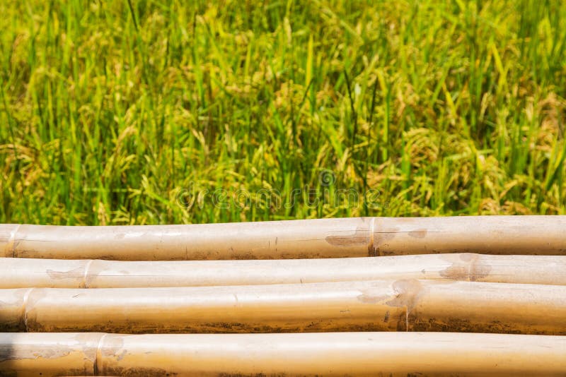 Bamboo with stock image. Image of asia, farm, nature - 115116503