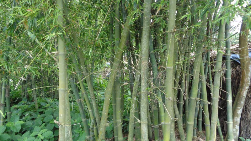 Field Of Bamboo Tube And View Point Stock Photo - Image of coast, view ...