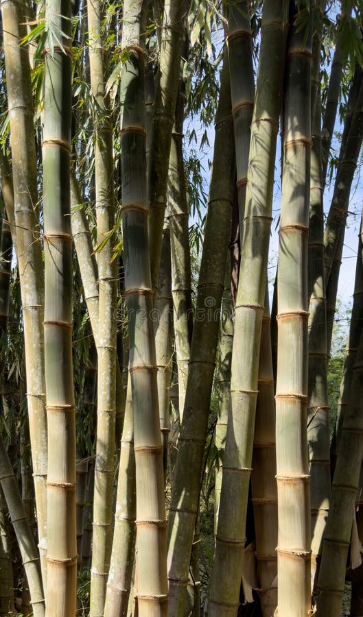 Bamboo Flora Pattern Background Stock Photo - Image of fresh, bamboo ...