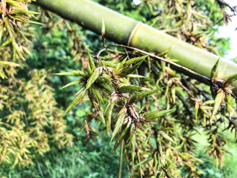 Bamboo flower stock photo. Image of grass, spruce, flower - 224715386