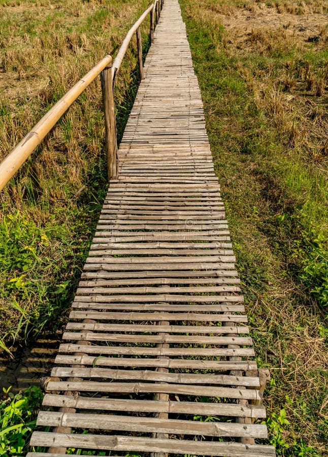 Bamboo Footpath Line Road Zenlike Spirituality Nature Forest Stock ...