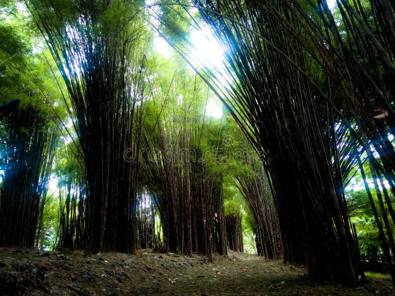Bamboo fores stock image. Image of plant, bambo, leaf - 287402919