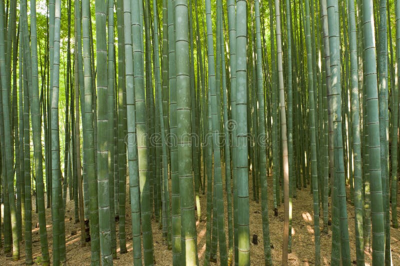 Big bamboo stock image. Image of field, vegetable, forrest - 2709193