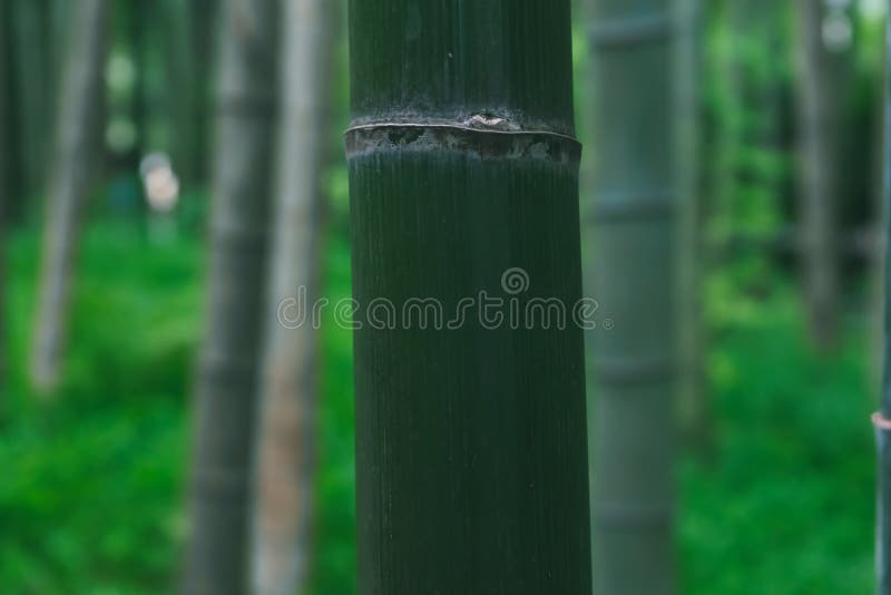 Bamboo Trunk, Close-up. Bamboo Forest. Plants and Trees Stock Image ...