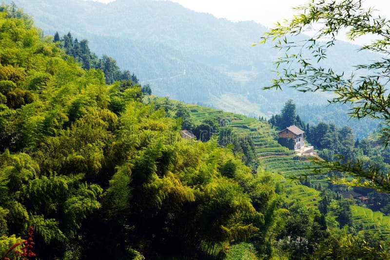 Bamboo forest stock photo. Image of autumn, bamboo, field - 26594508