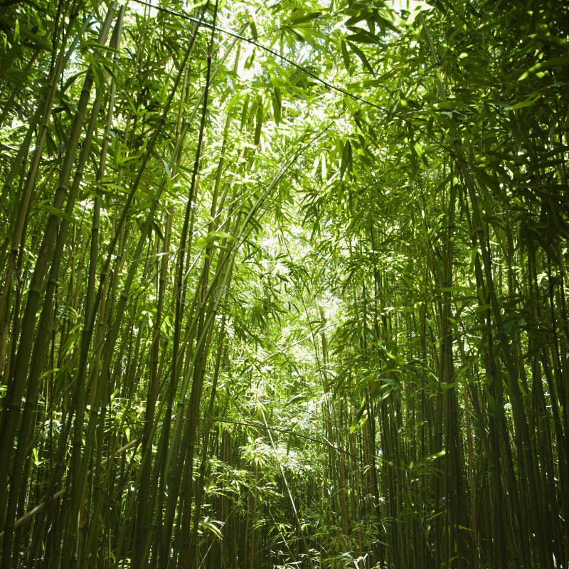 Bamboo forest. stock photo. Image of colour, tropical - 3187350