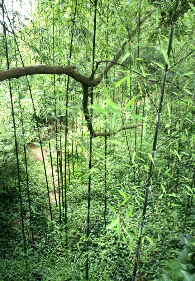 Forest destroyed by storm editorial stock image. Image of destruction ...