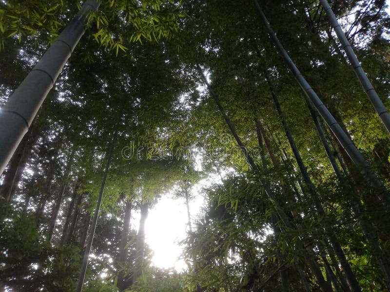 Bamboo Forest in Asia stock image. Image of bamboo, sunlight - 179007321