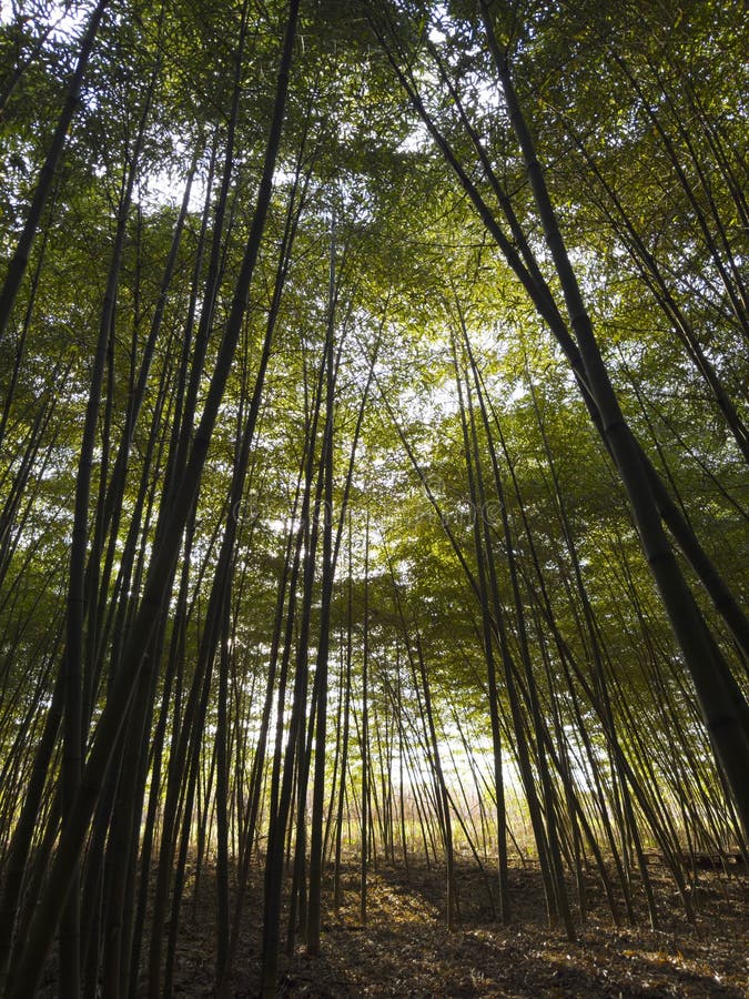 Bamboo Forest Backlit, an Unreal World Stock Image - Image of ...