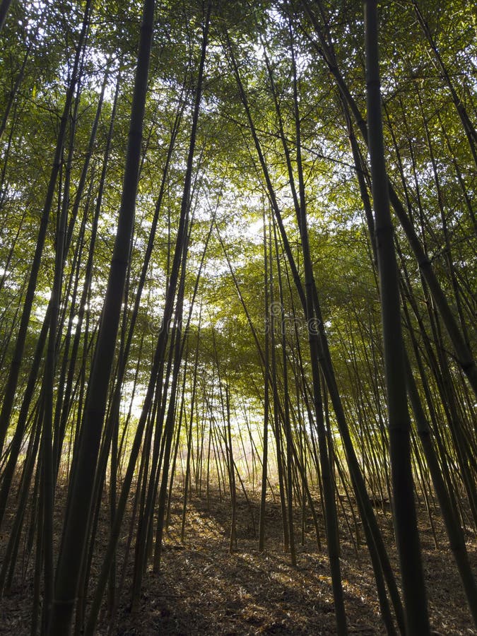 Bamboo Forest Backlit Unreal World Stock Photos - Free & Royalty-Free ...